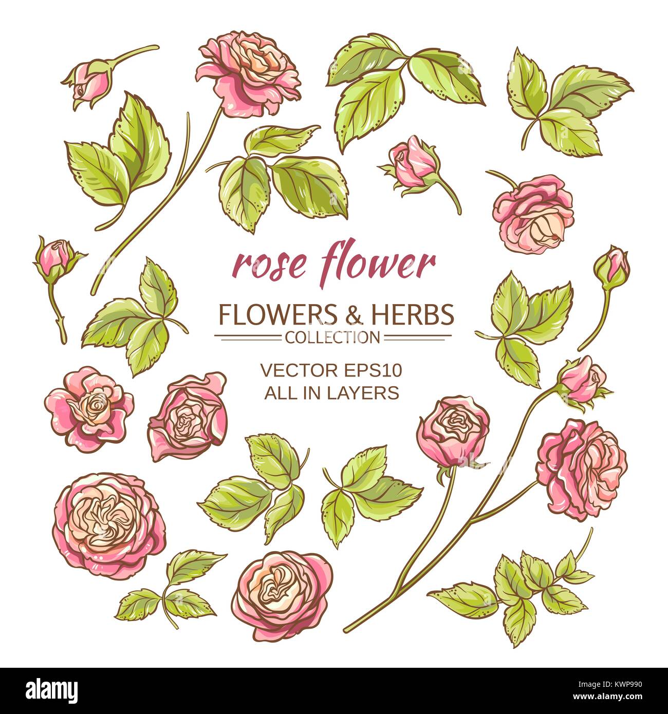 rose elements vector set on white background Stock Vector Image & Art ...