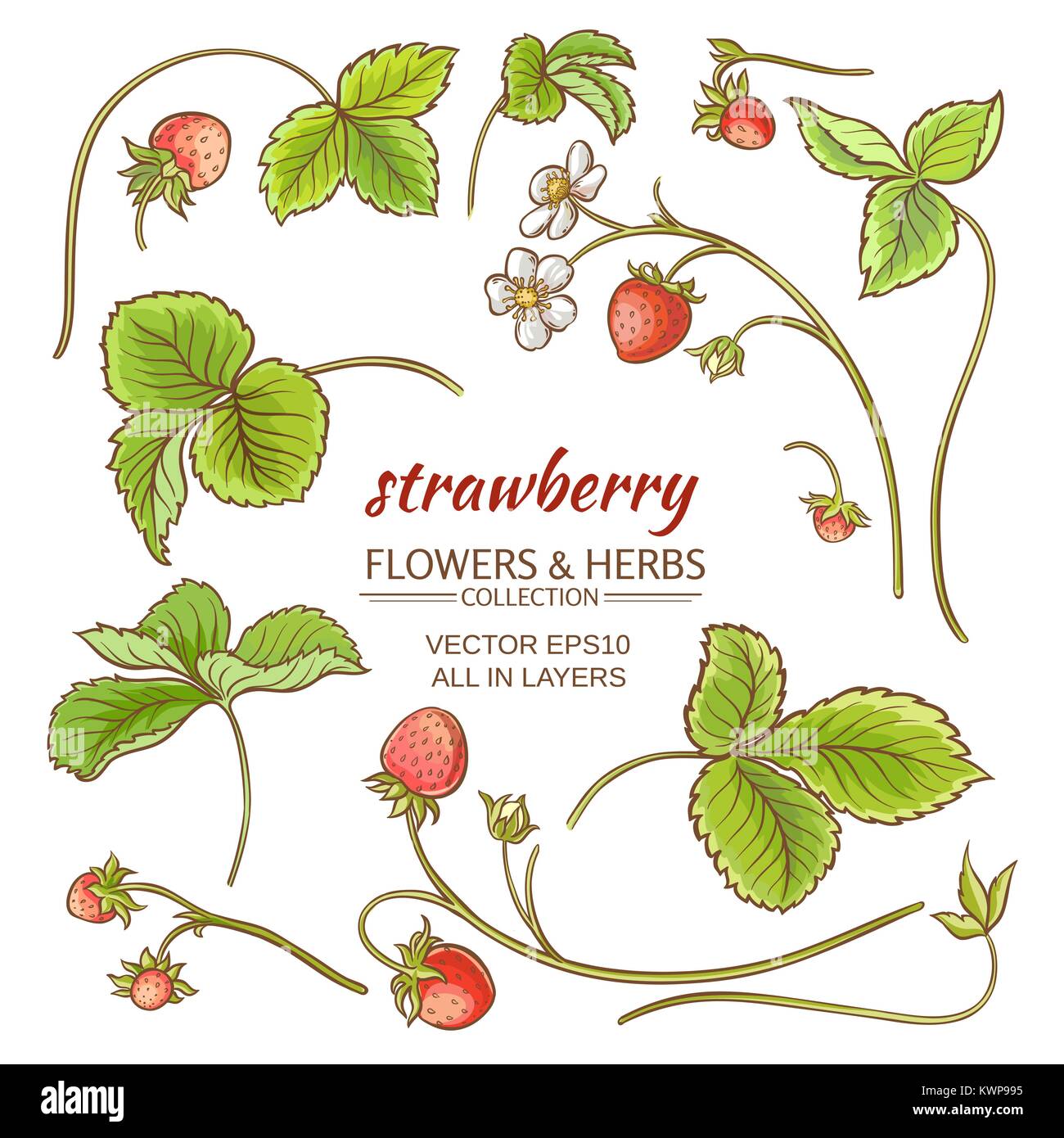strawberry elements vector set on white background Stock Vector Image ...