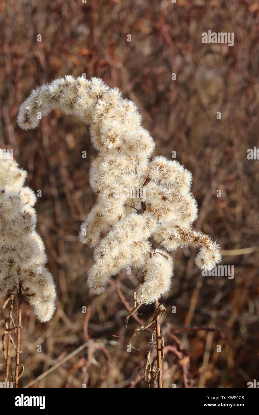 Wildflower seed pods hi-res stock photography and images - Alamy