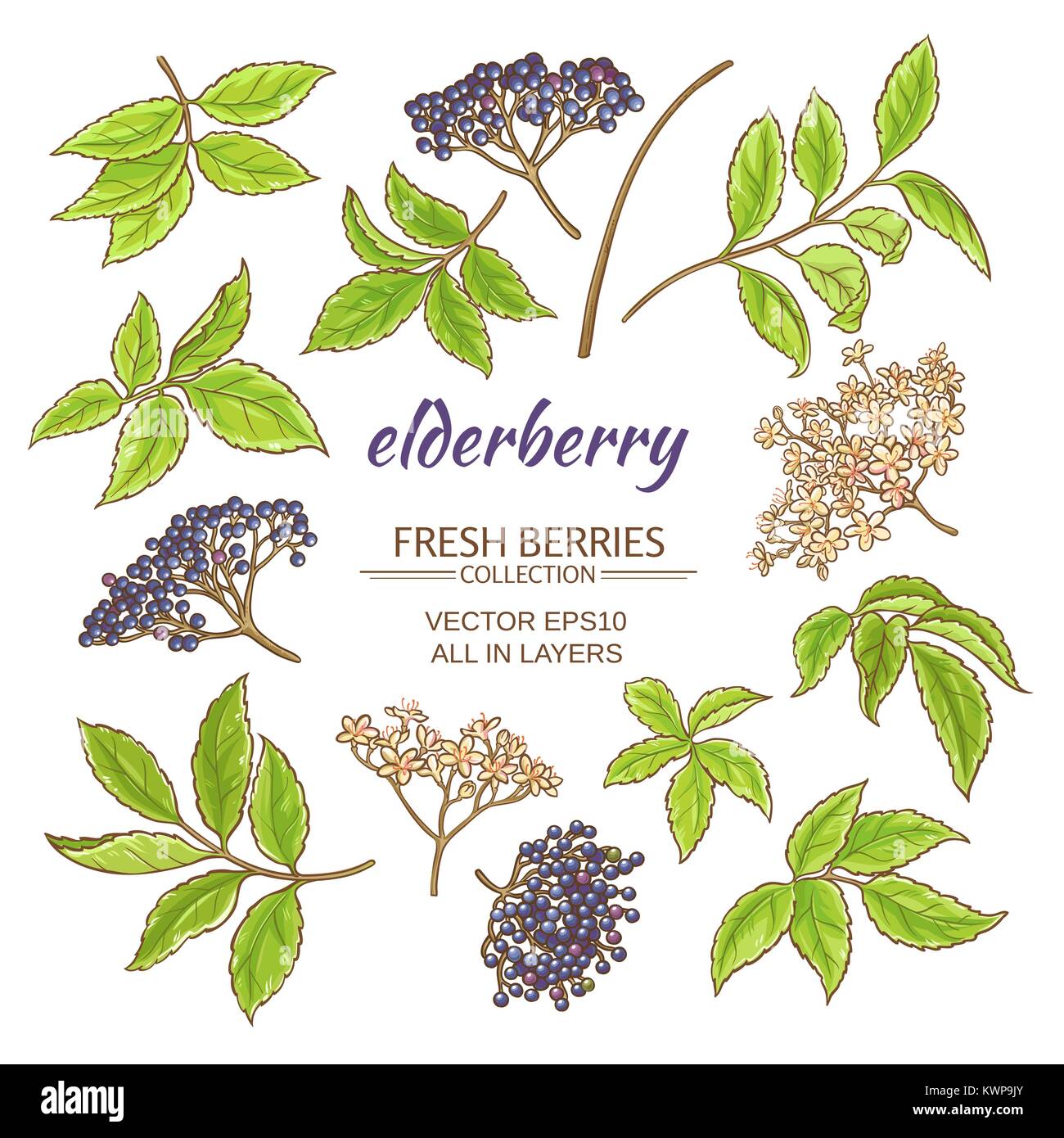 elderberry elements vector set on white background Stock Vector Image ...
