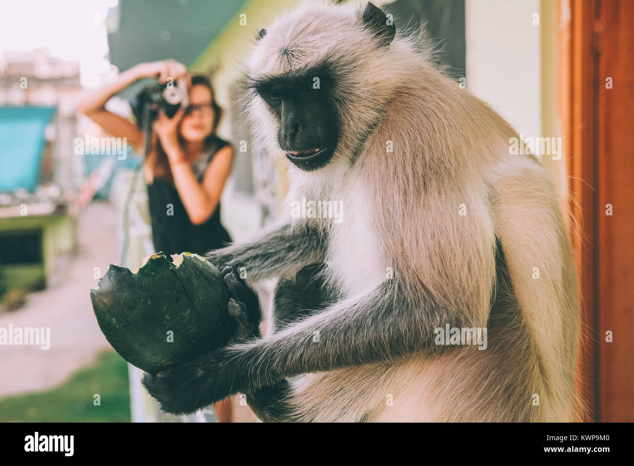 Funny Monkeys With Girls