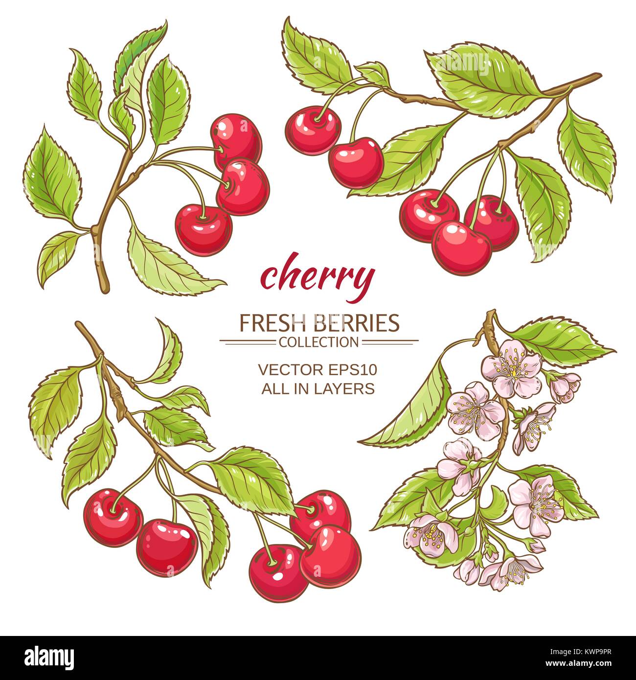 cherry vector set on white background Stock Vector Image & Art - Alamy