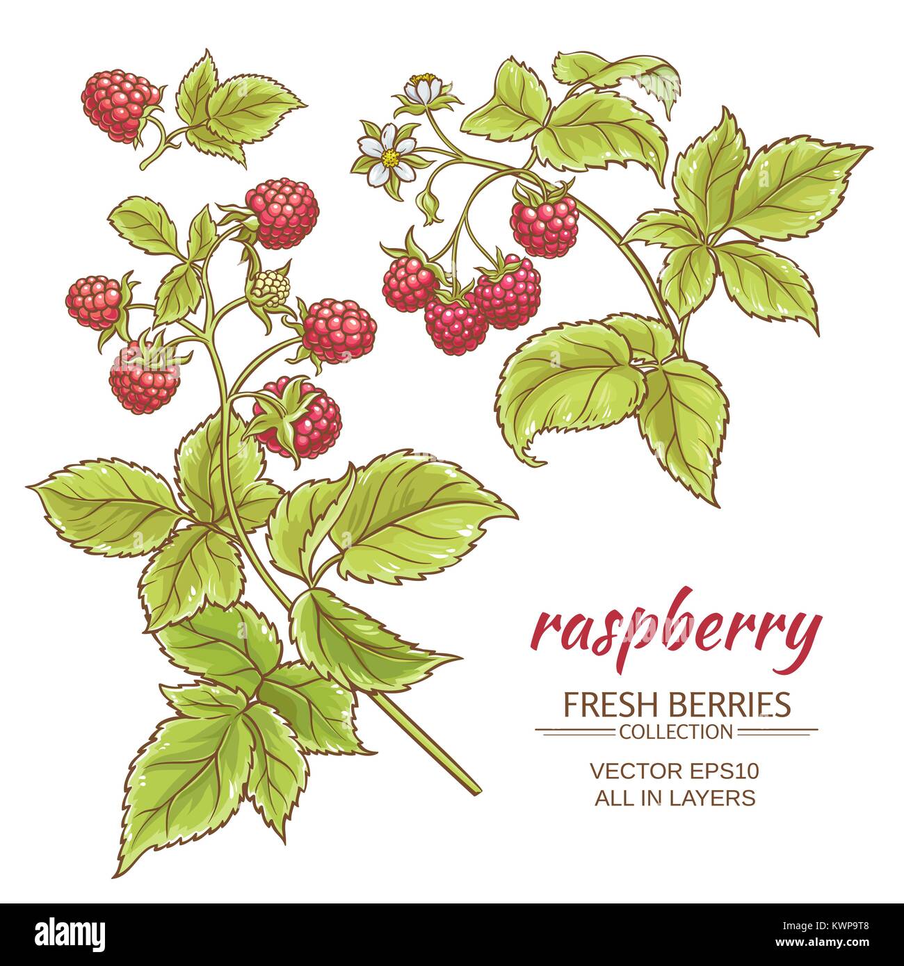 raspberry vector set on white background Stock Vector Image & Art - Alamy