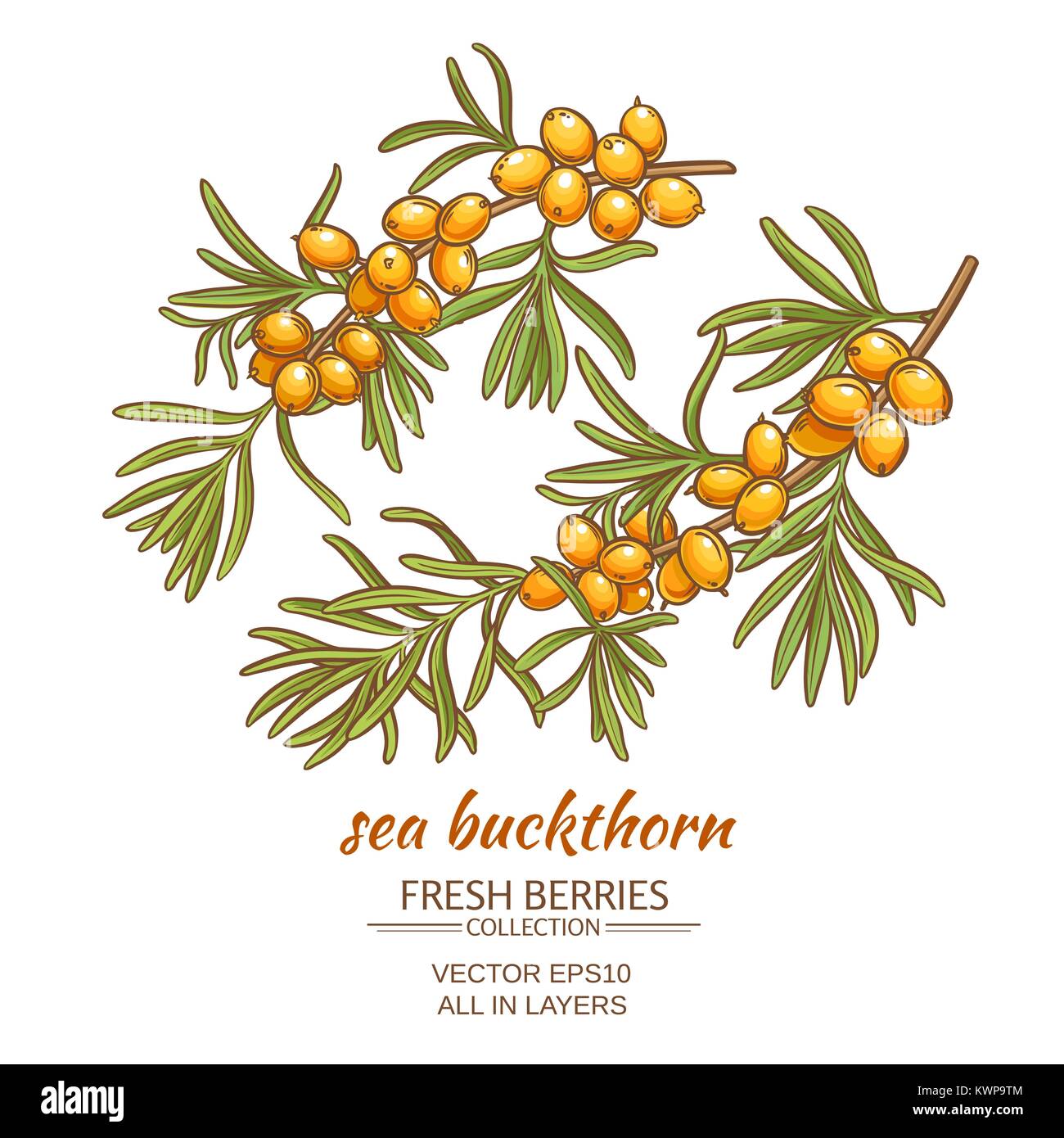 Orange sea buckthorn tea Stock Vector Images - Alamy