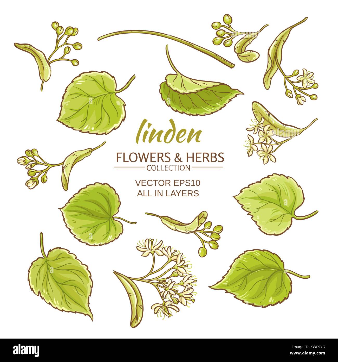 linden flowers and leaves vector set on white background Stock Vector ...