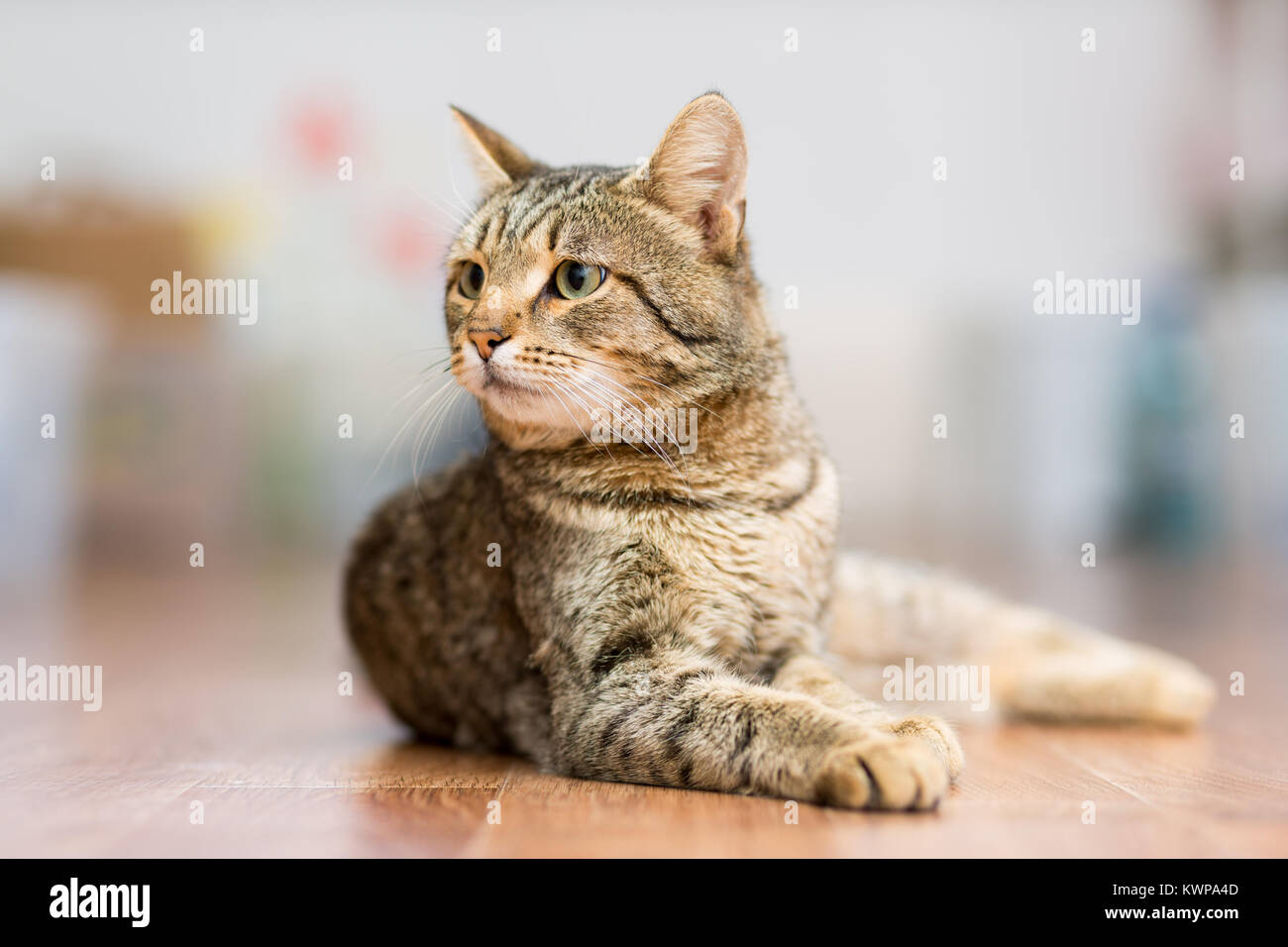 Gray adult mongrel cat lies on the floor stretching the front paws ...