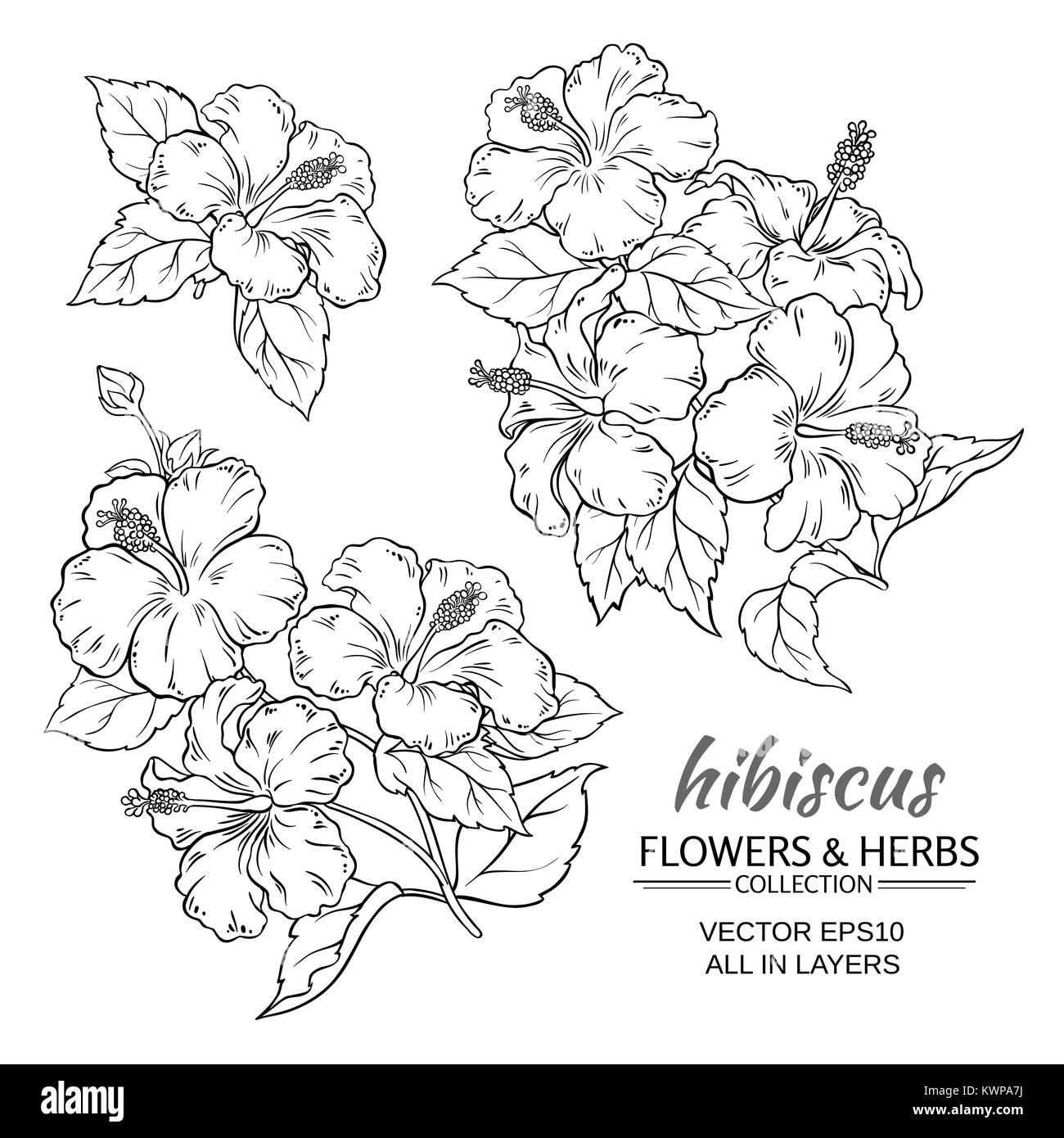 Hibiscus cartoon Cut Out Stock Images & Pictures - Alamy