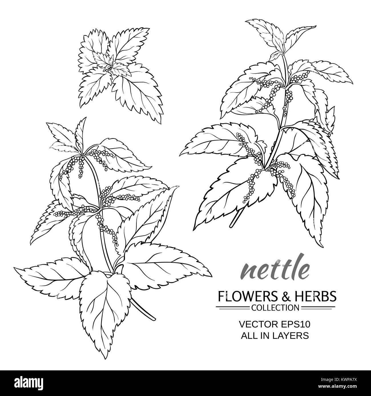 Stinging Nettle Leaf Drawing