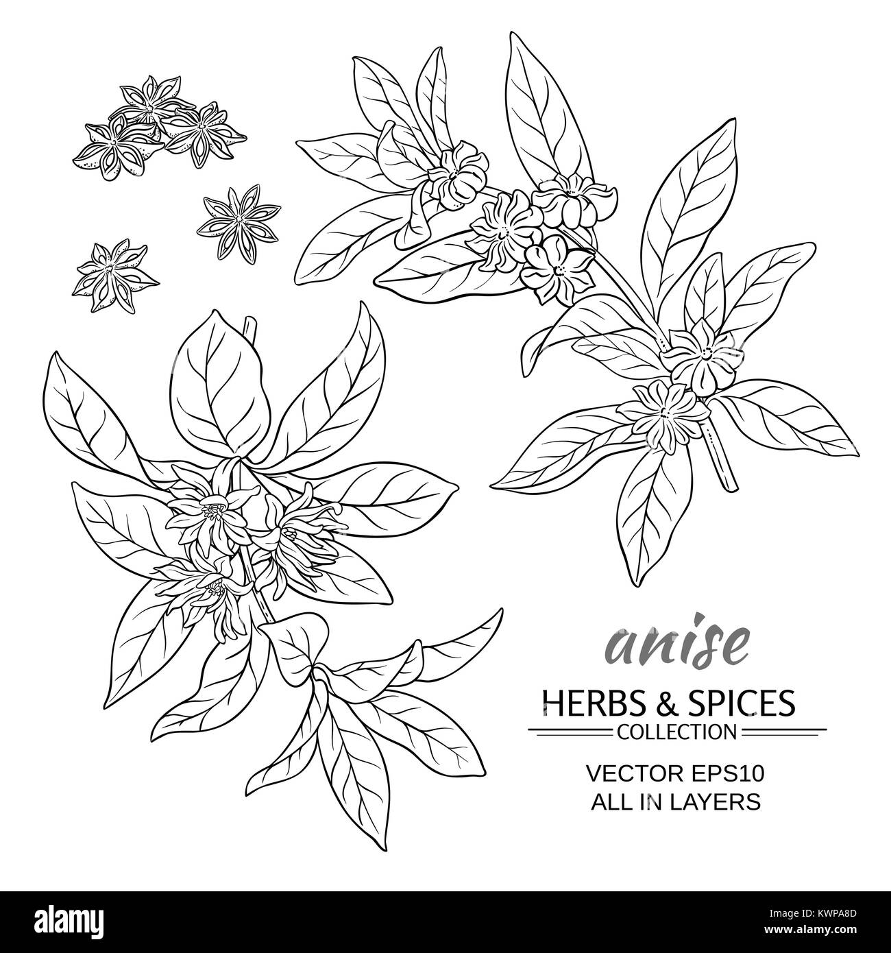 anise branches vector set on white background Stock Vector Image & Art ...