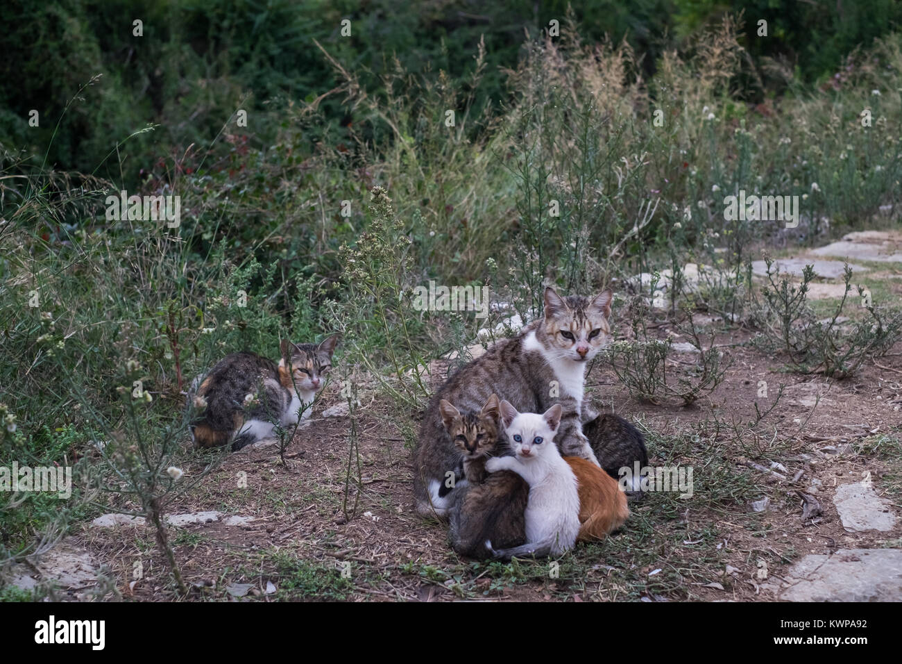 Alonissos Island, Greece Stock Photo - Alamy