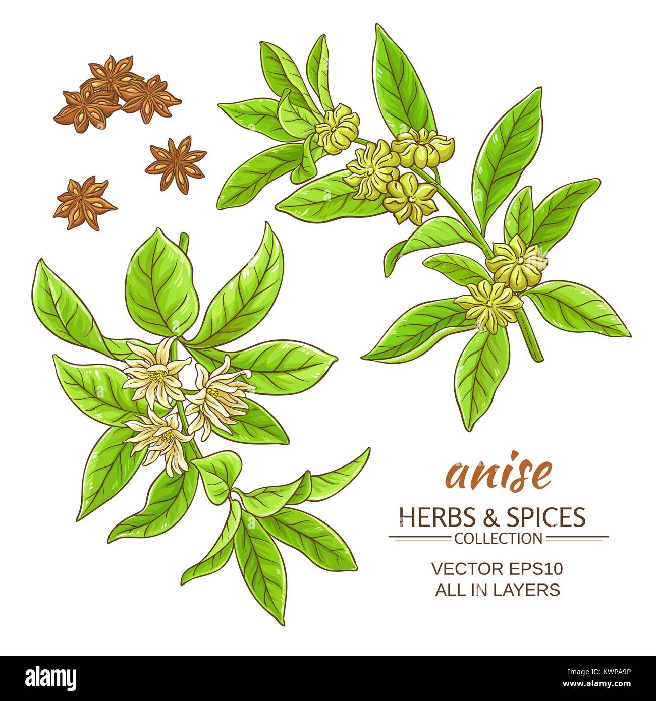 anise branches vector set on white background Stock Vector Image & Art ...