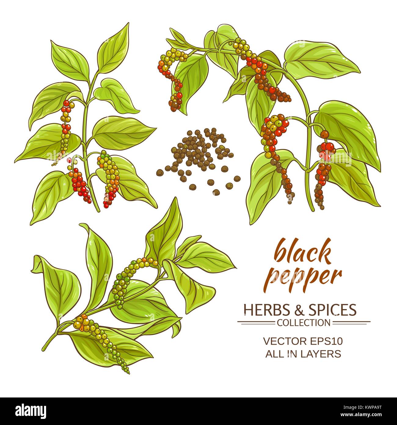 Black pepper plant branches Stock Vector Images - Alamy