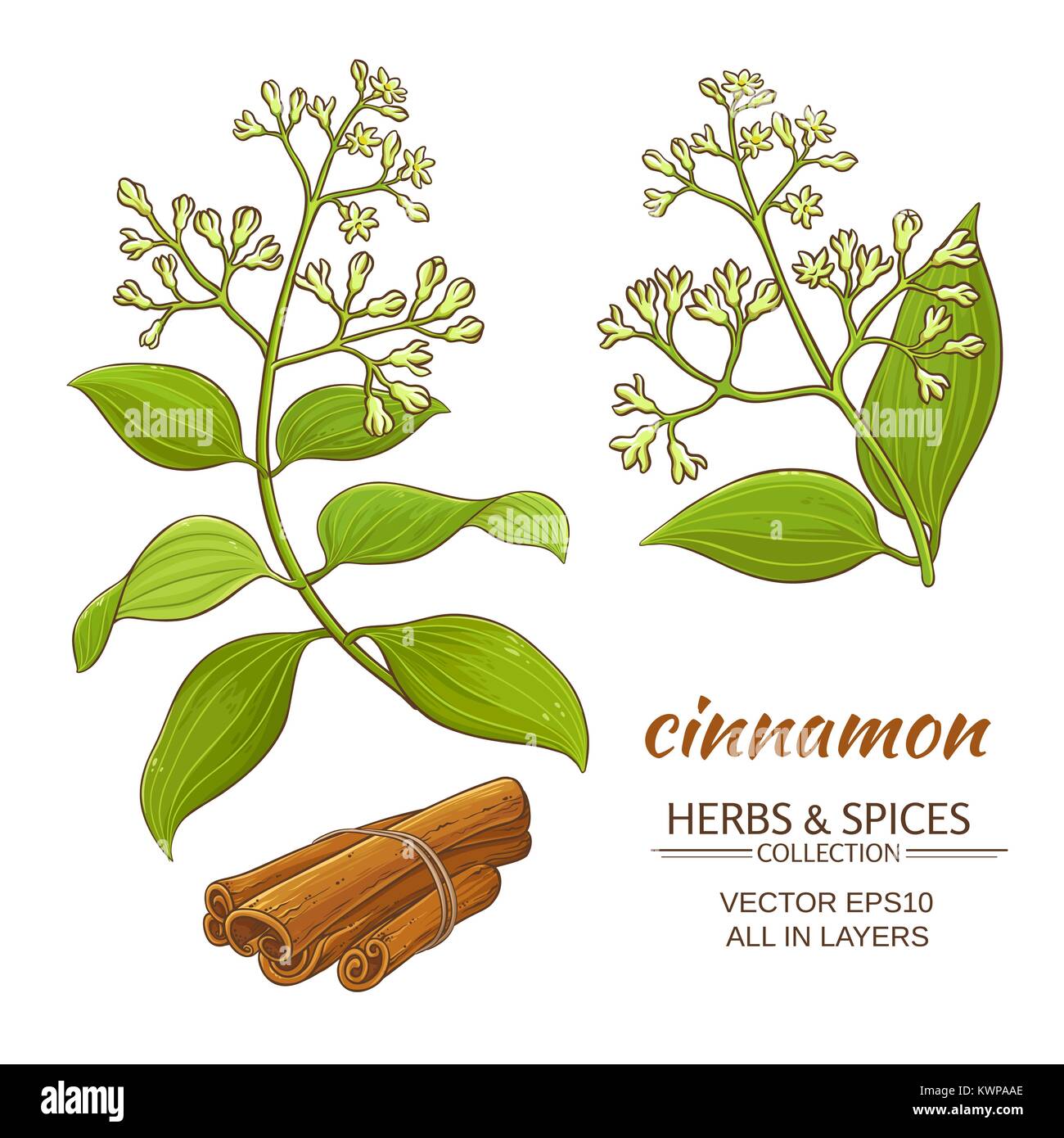 cinnamon branches vector set on white background Stock Vector Image ...