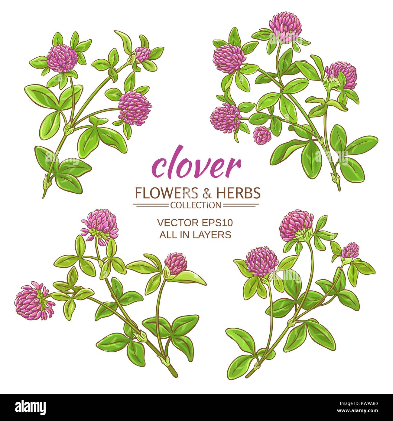 clover flowers vector set on white background Stock Vector Image & Art ...