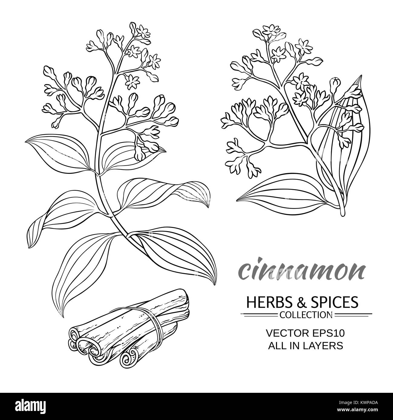 Cinnamon Plant Drawing