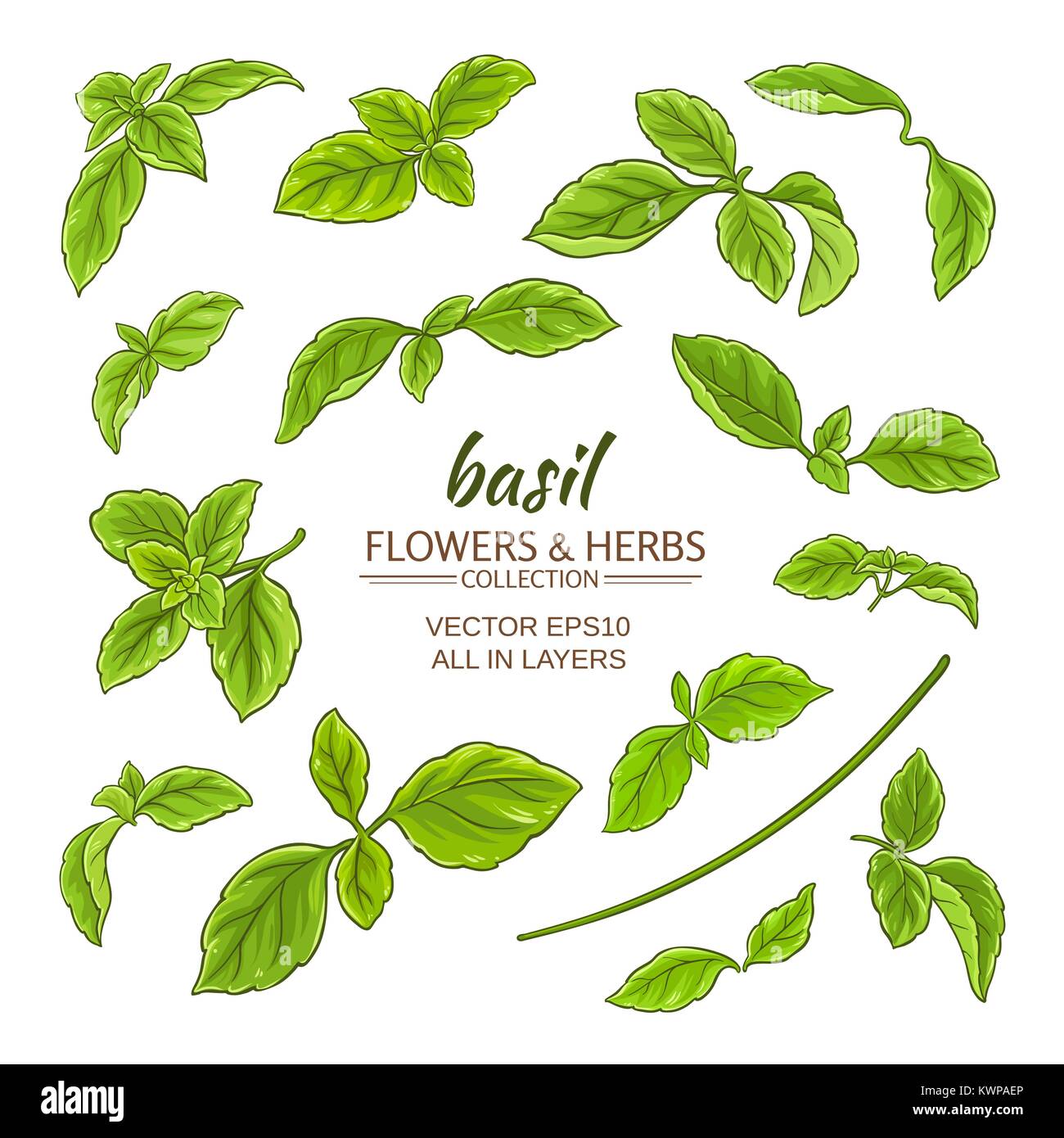 basil plant vector set on white background Stock Vector Image & Art - Alamy