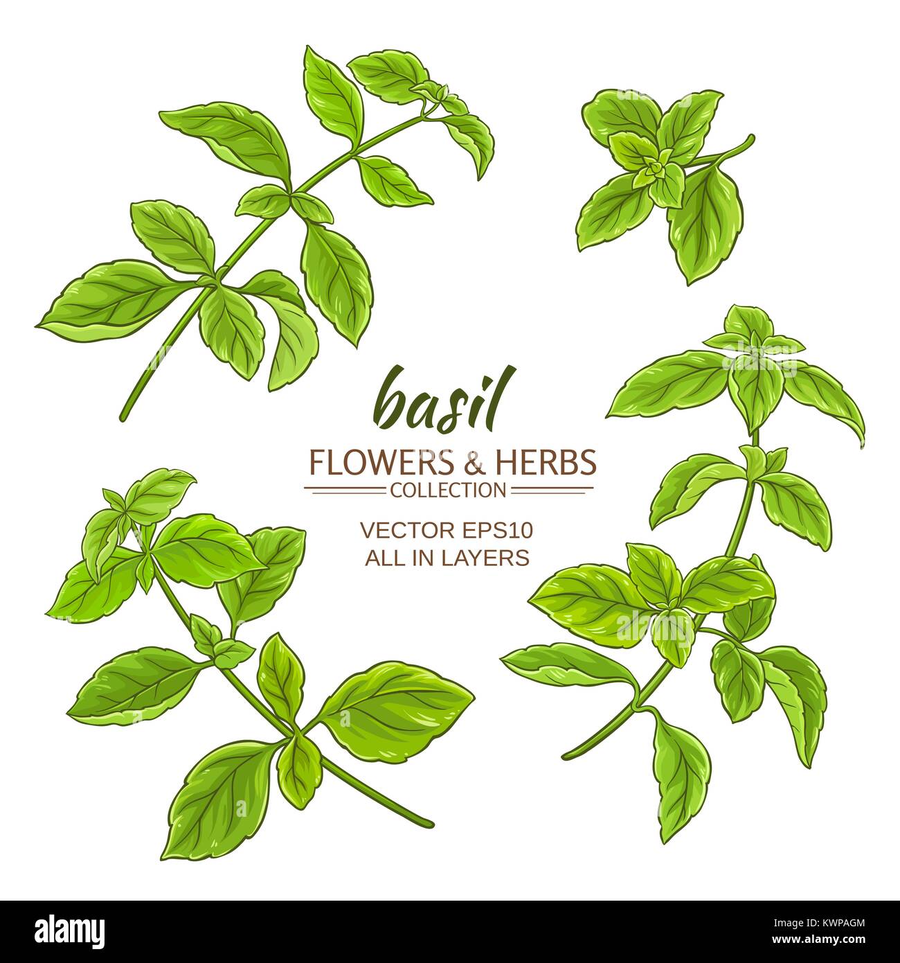 basil plant vector set on white background Stock Vector Image & Art - Alamy