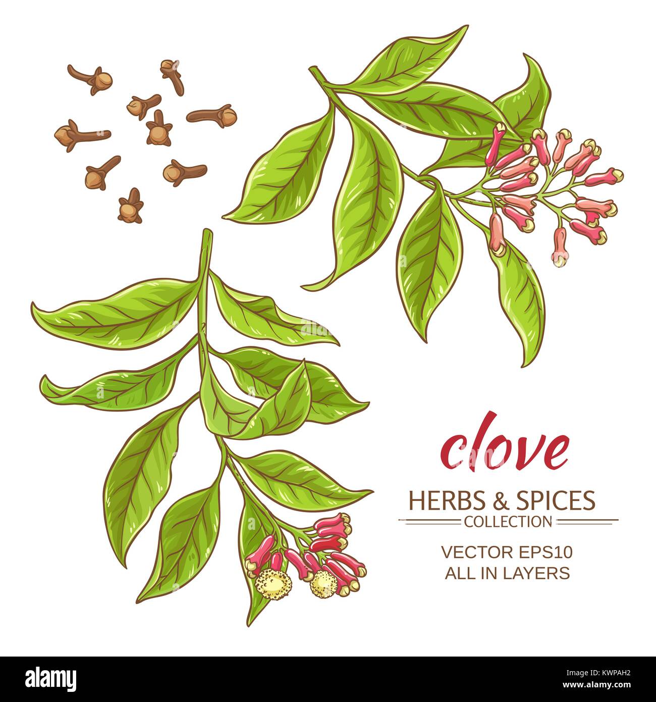 clove branches vector set on white background Stock Vector Image & Art ...