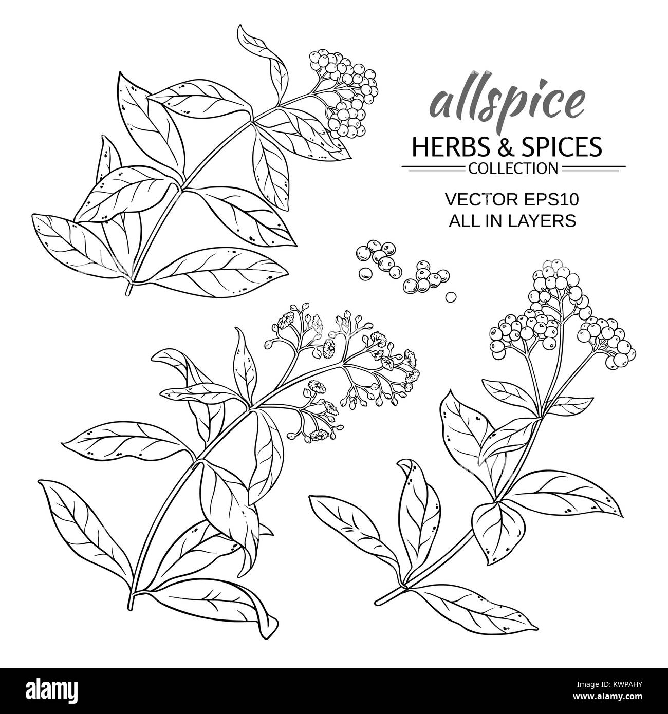 allspice plant vector set on white background Stock Vector Image & Art ...