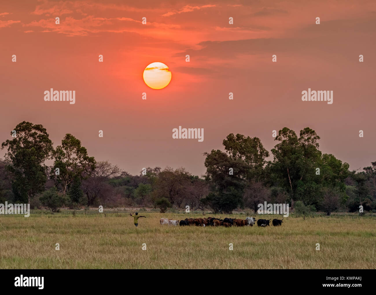 A cattle herder takes his herd home for the night in rural Namibia ...