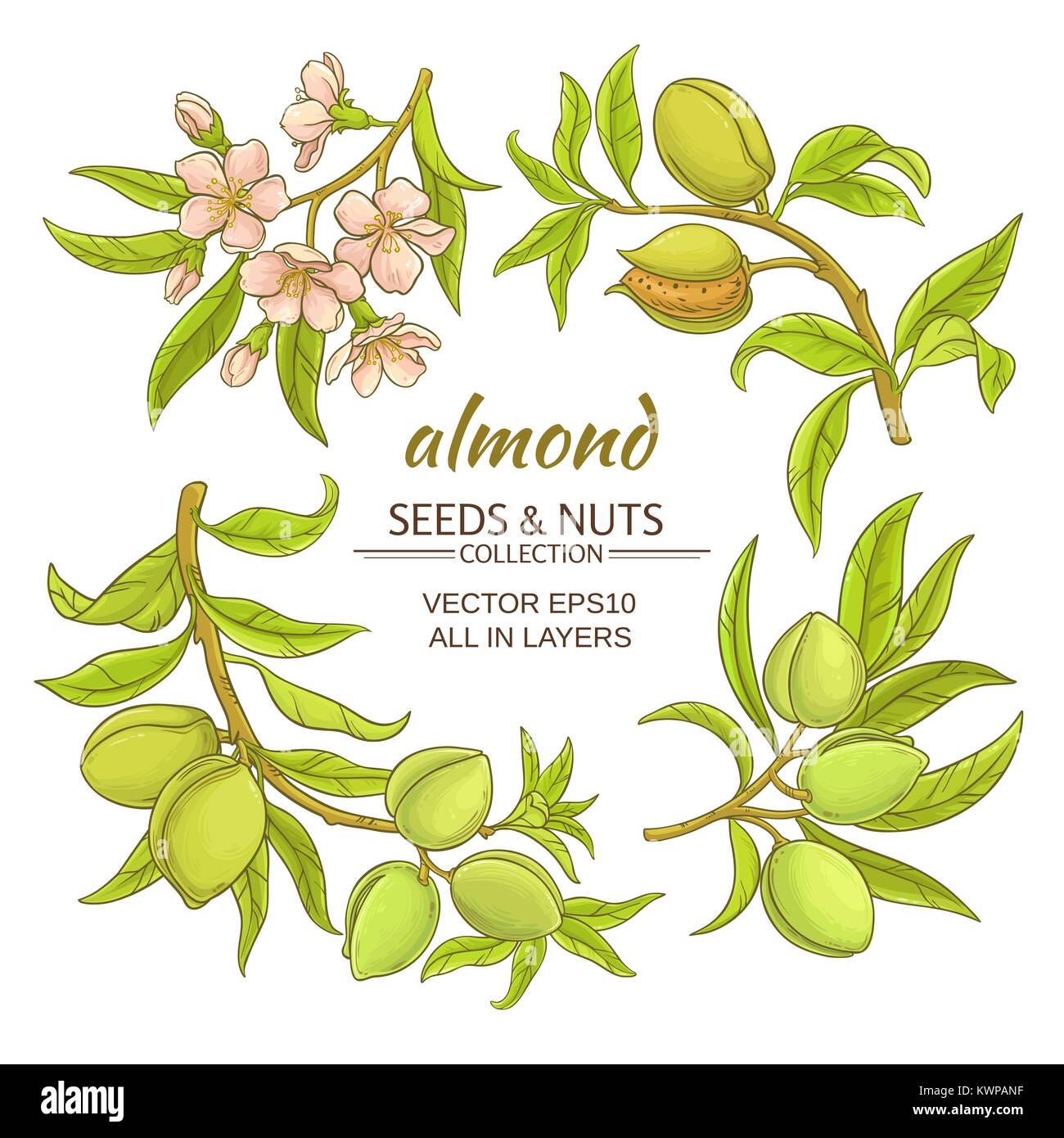 almond branches vector set on white background Stock Vector Image & Art ...
