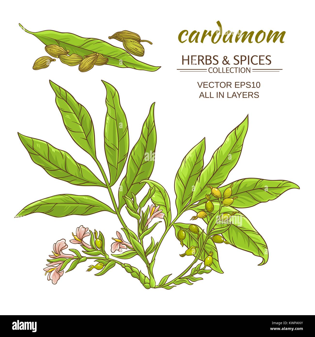 cardamom plant vector set on white background Stock Vector Image & Art ...