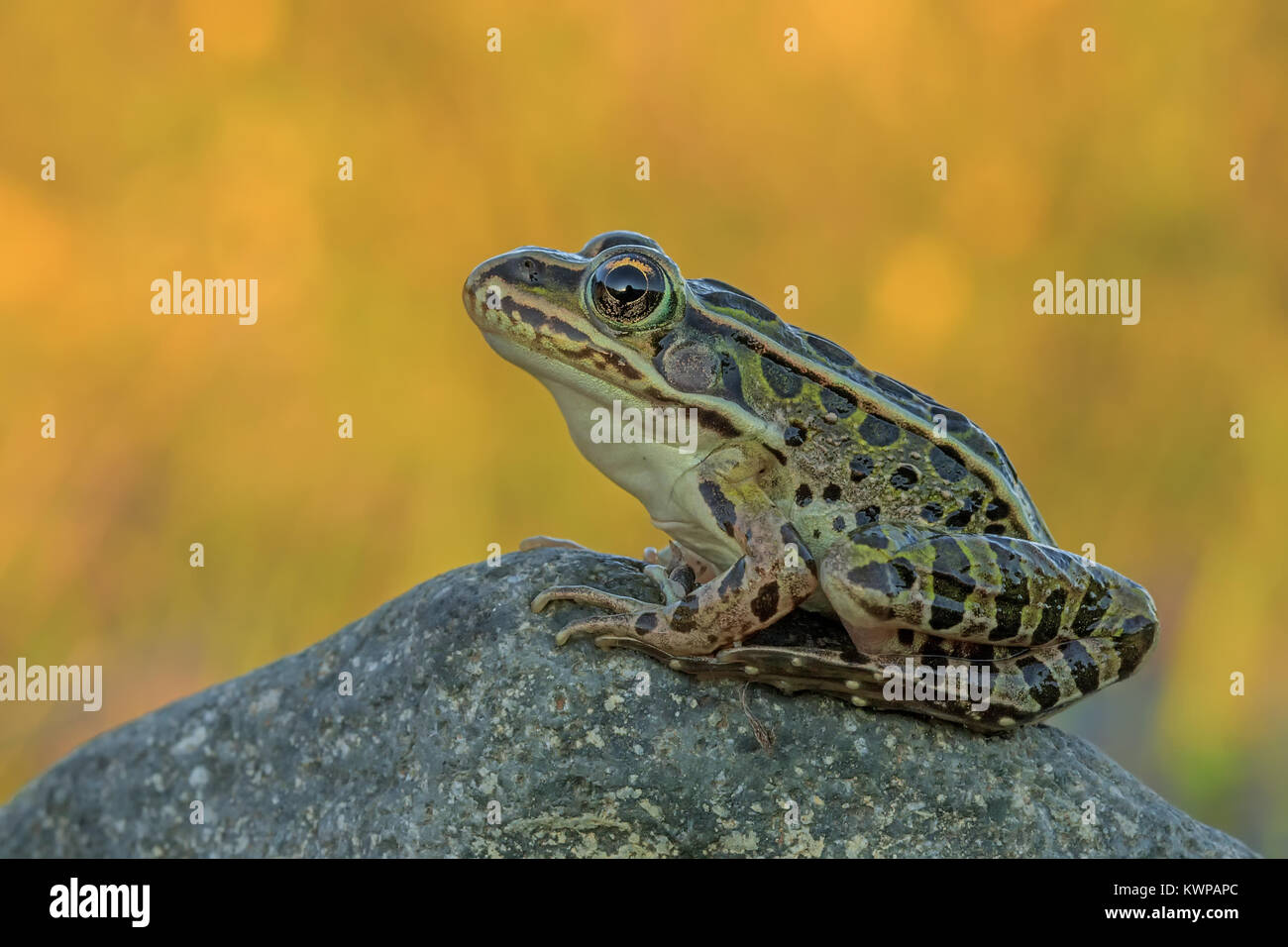 A Northern Leopard Frog rests on a rock Stock Photo - Alamy