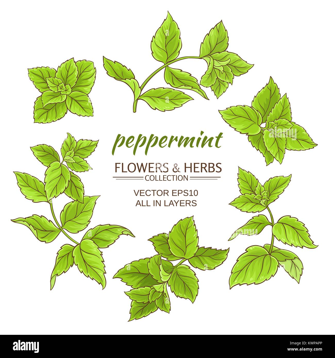 peppermint branches vector set on white background Stock Vector Image ...