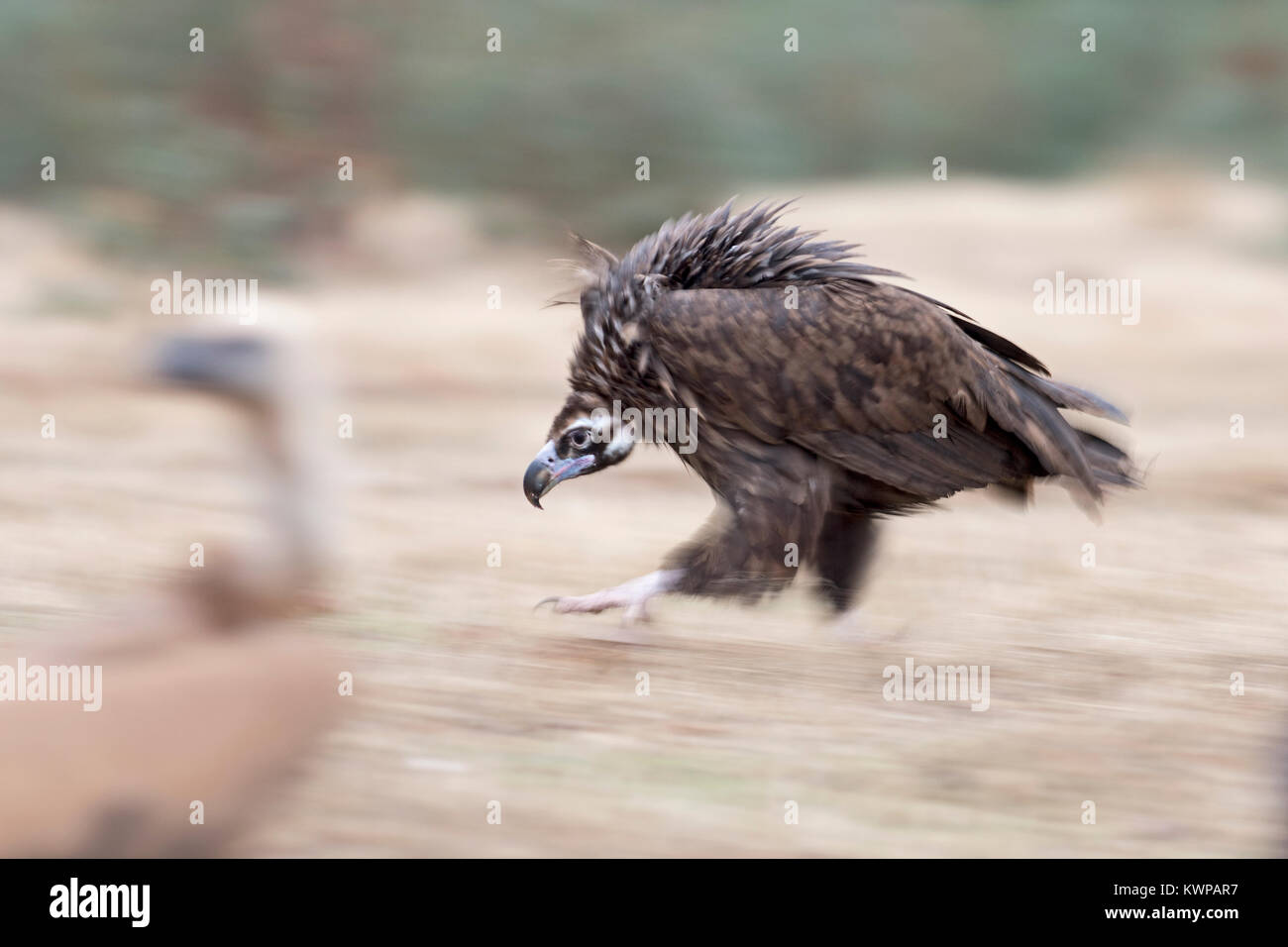Monk vultures hi-res stock photography and images - Alamy