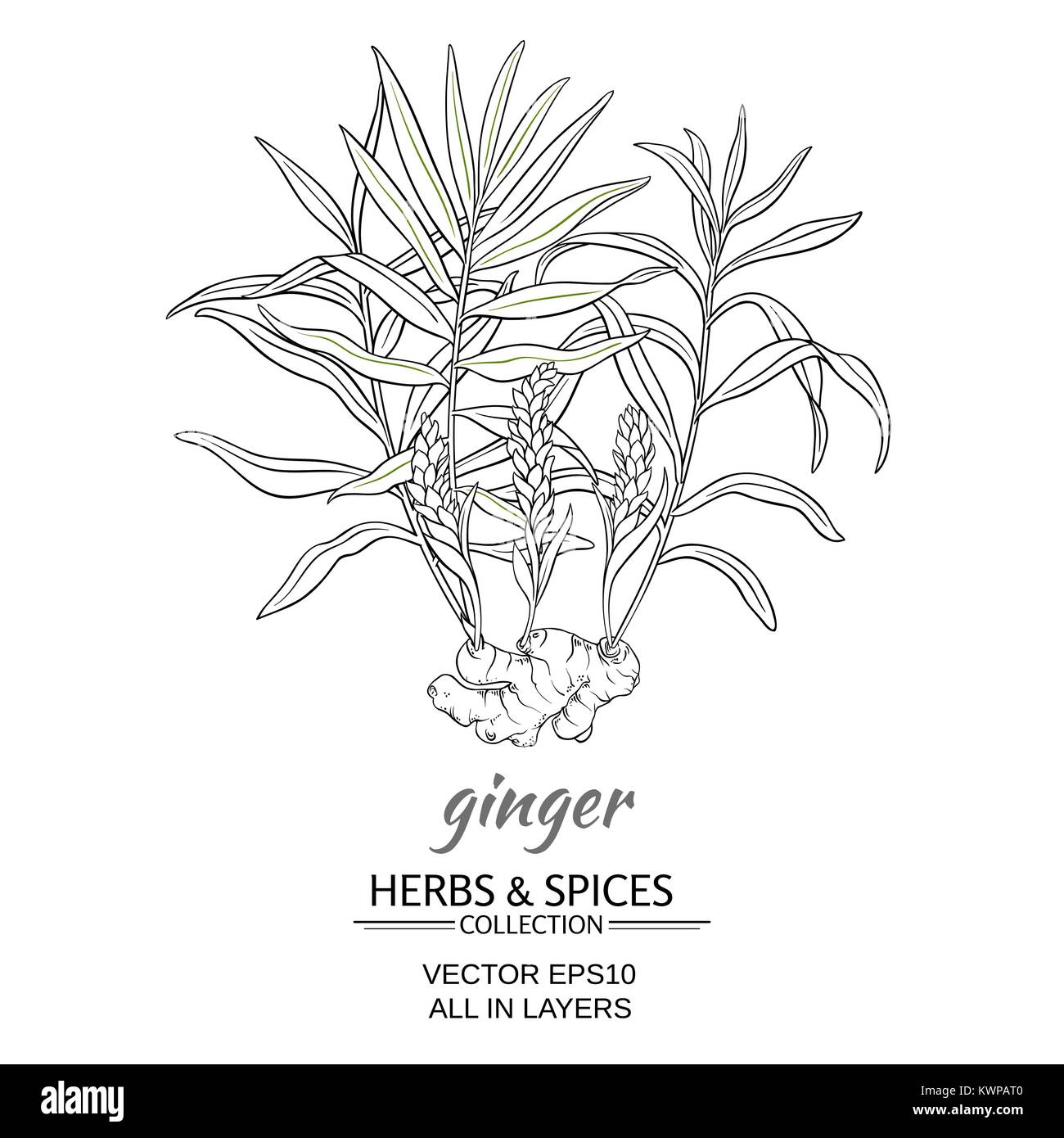 Ginger Plant Vector
