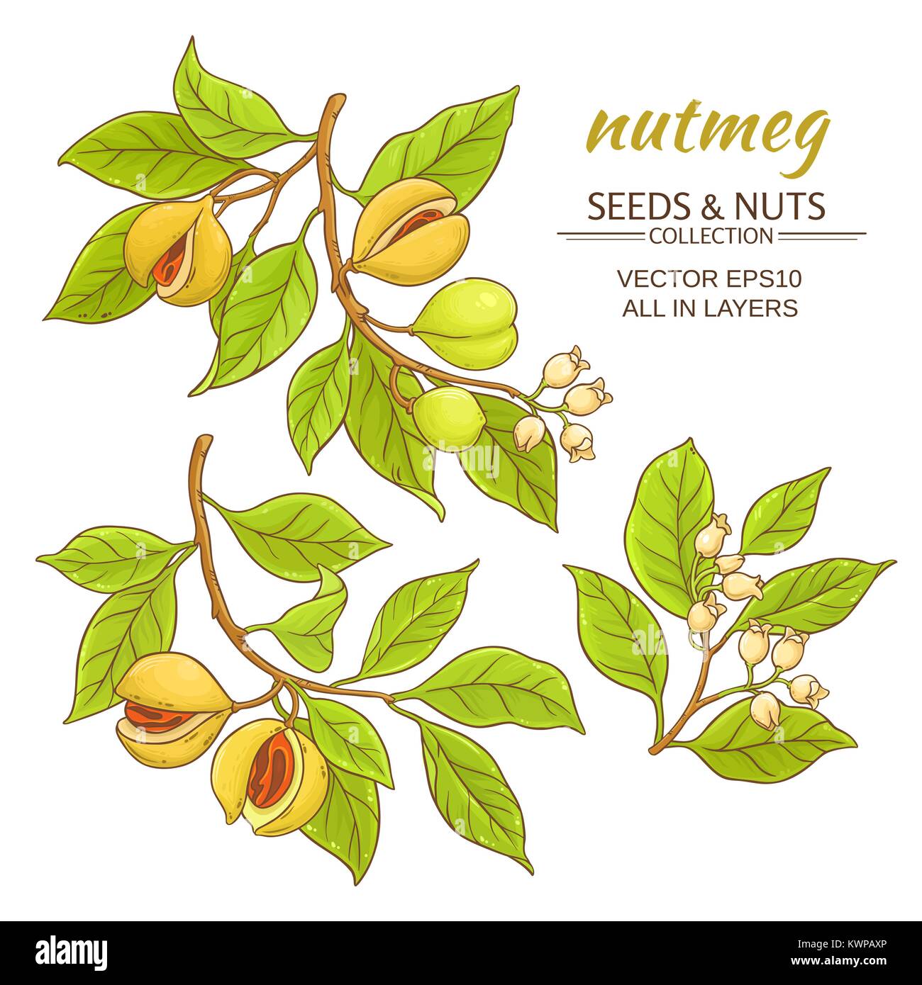 nutmeg branches vector set on white background Stock Vector Image & Art ...