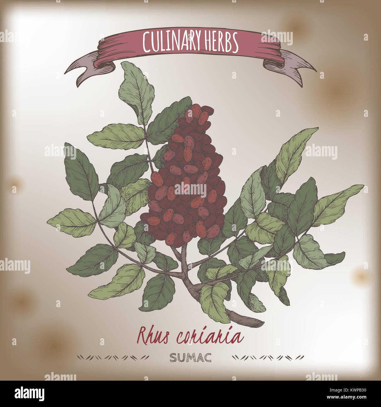 Sumach tree Stock Vector Images - Alamy