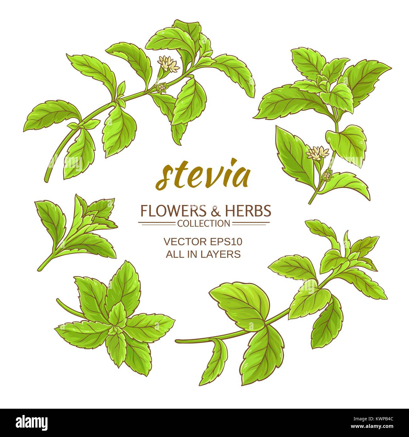 Without leaves vector vectors Cut Out Stock Images & Pictures - Alamy