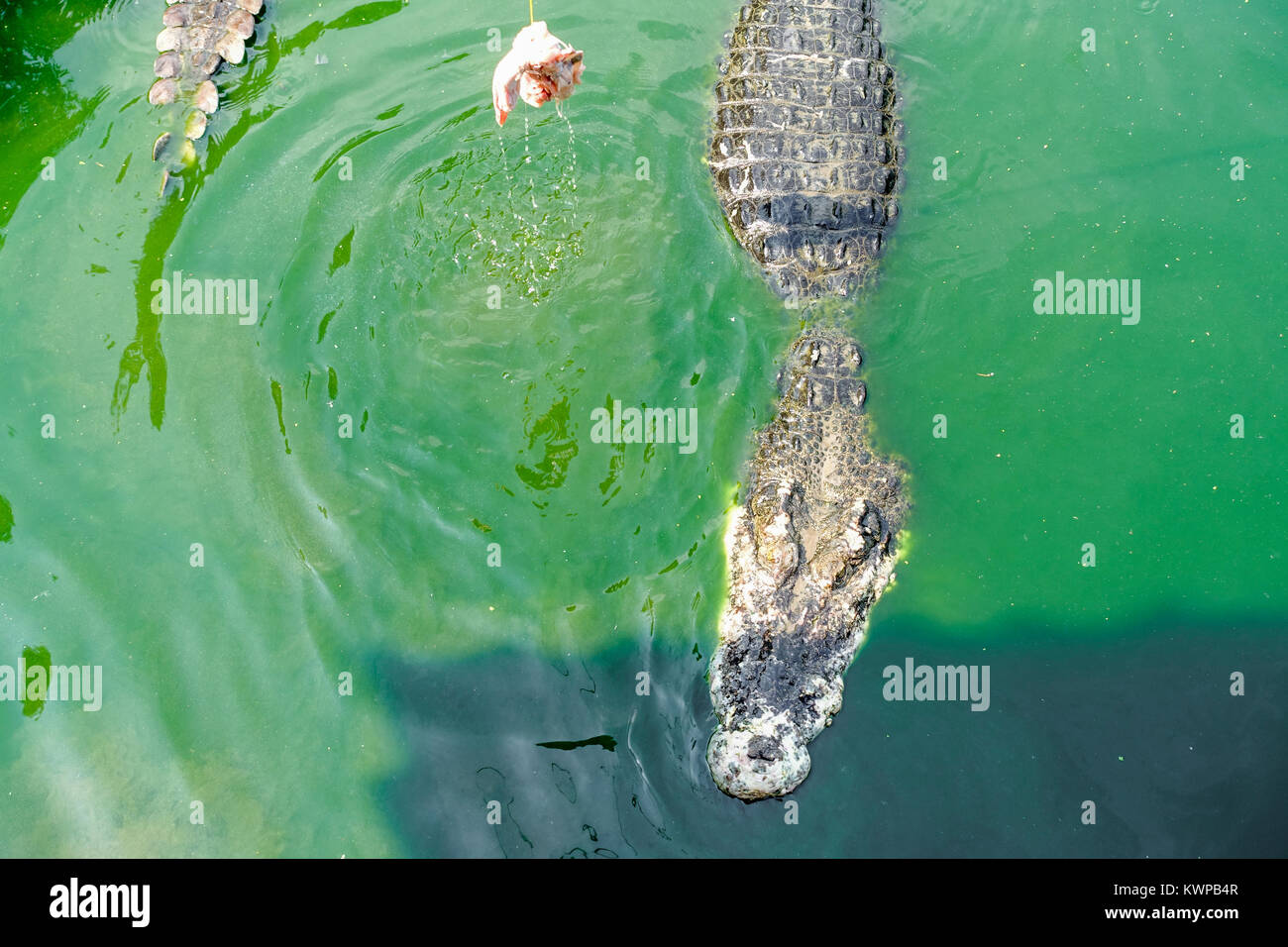 crocodile in the green water with people feeding food Stock Photo - Alamy