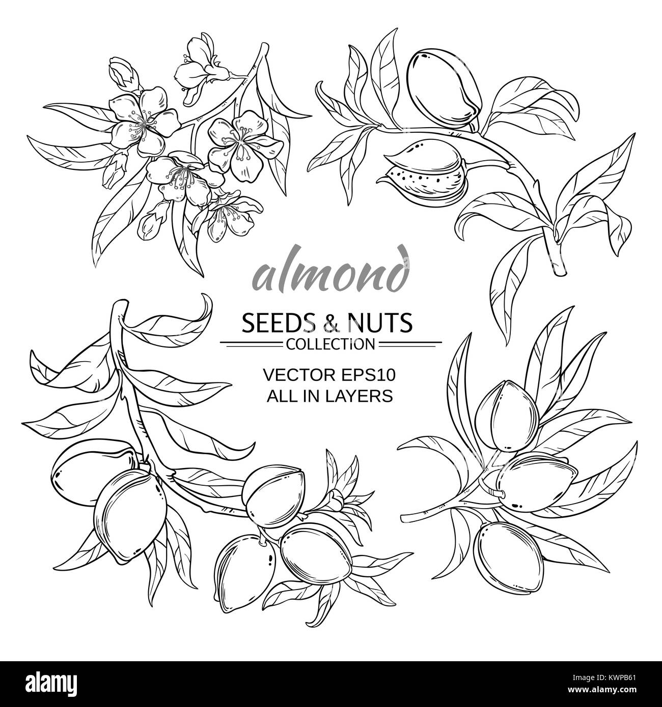 almond branches vector set on white background Stock Vector Image & Art ...
