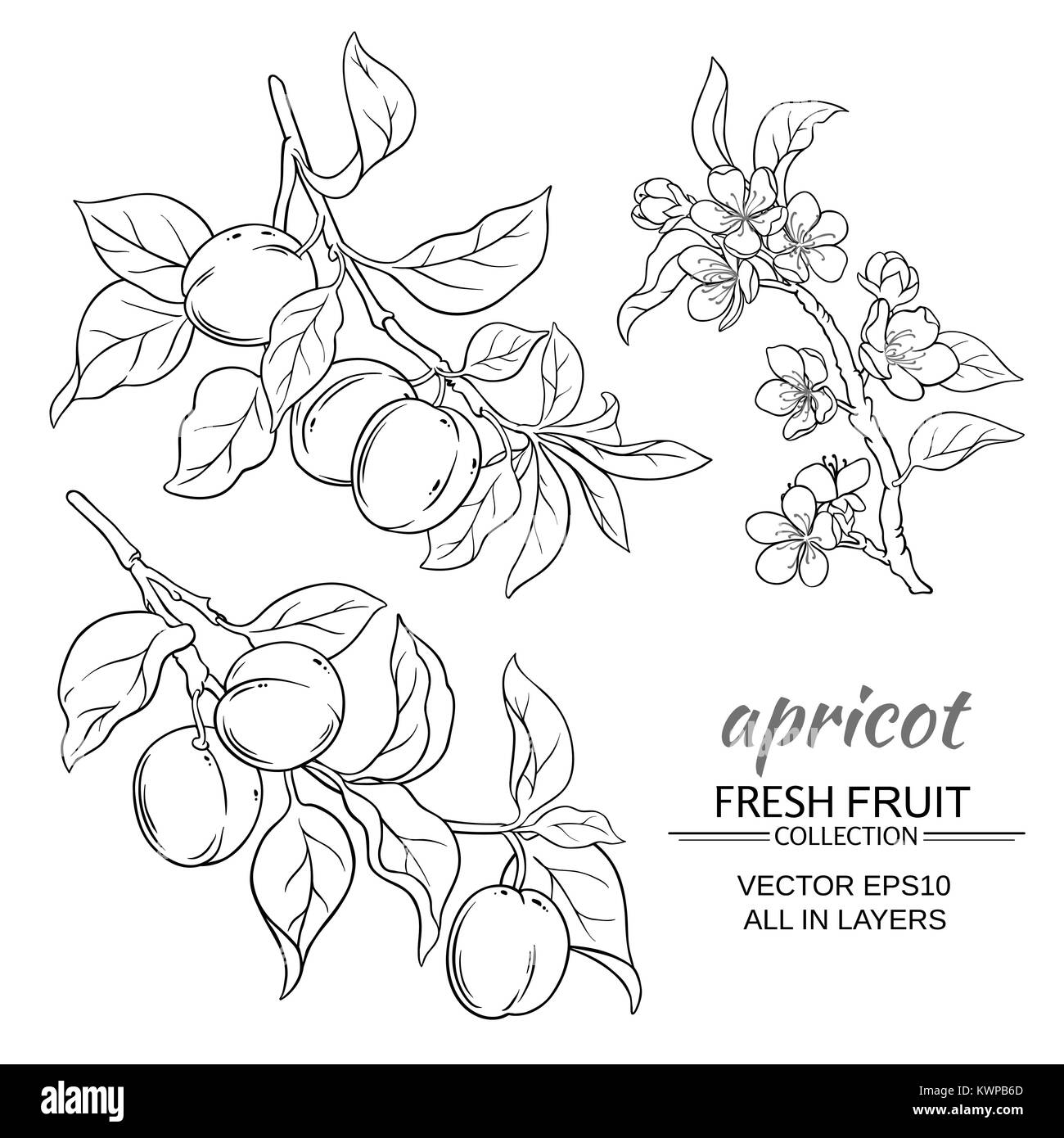 apricot branches vector set on white background Stock Vector Image ...