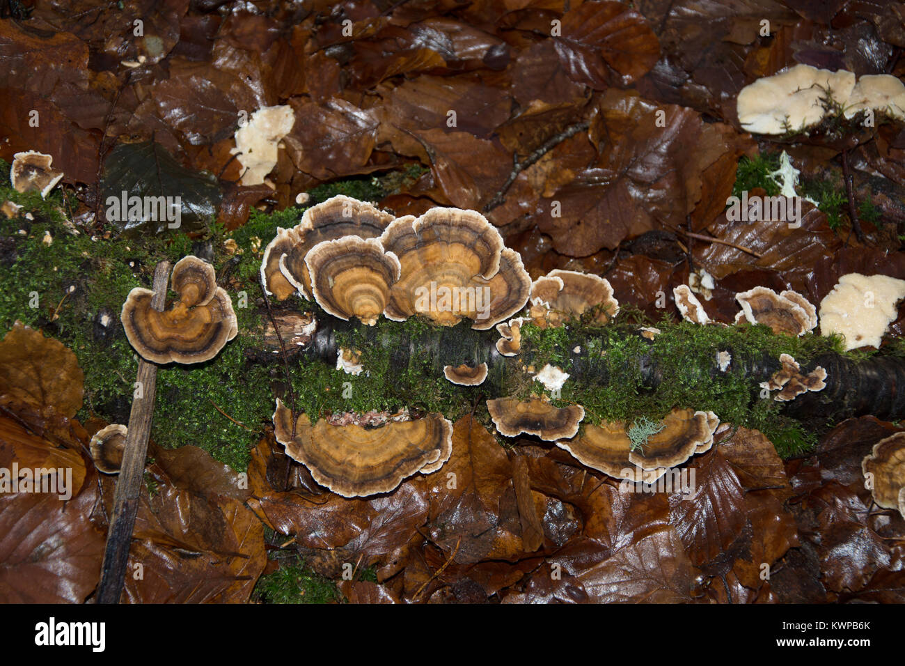 Fan shaped fungi hi-res stock photography and images - Alamy