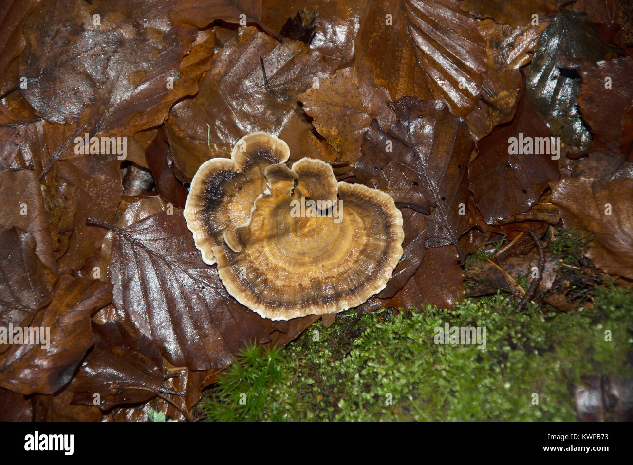 Moist fungus on leaves and moss Stock Photo - Alamy