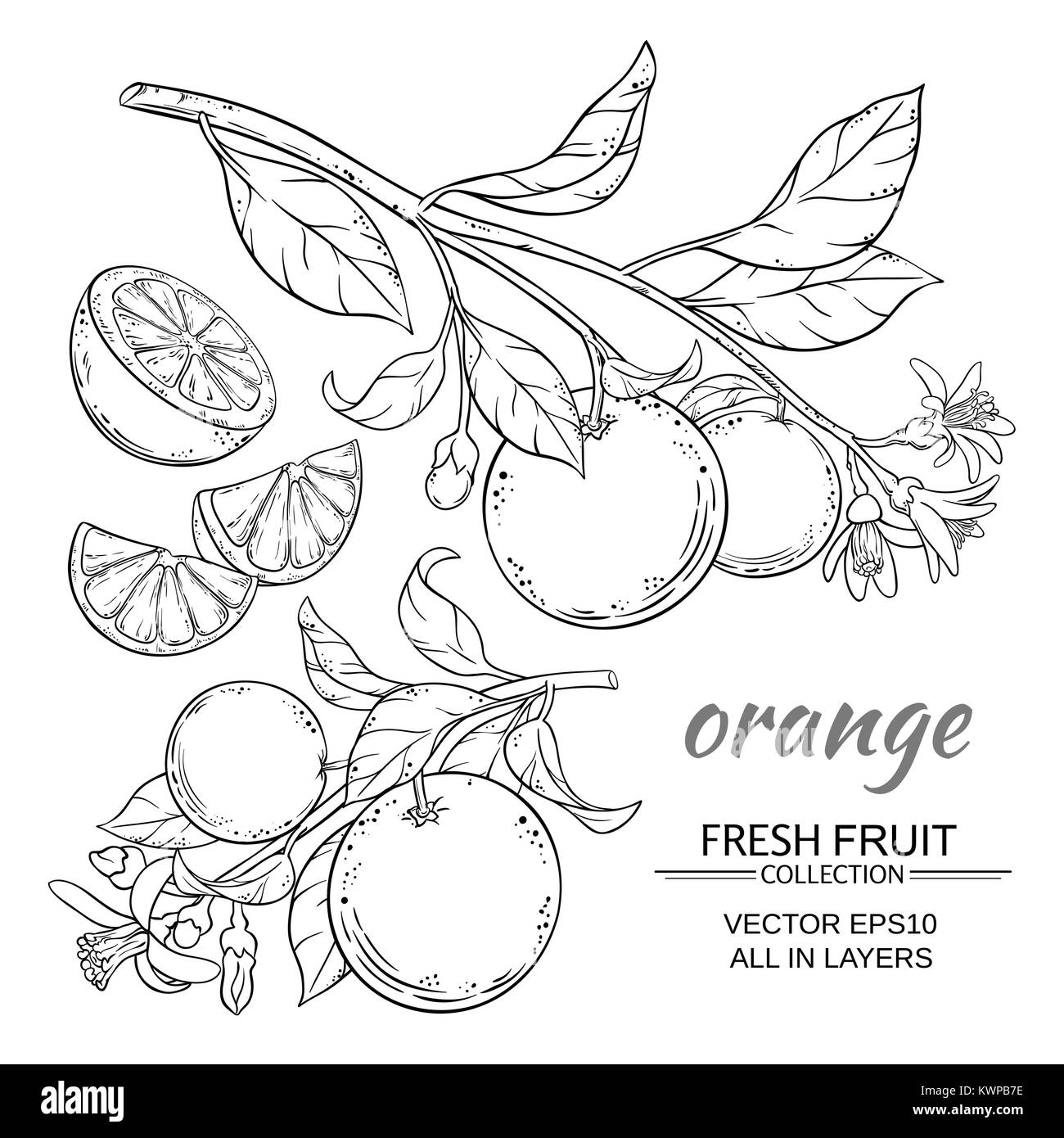 orange branches vector set on white background Stock Vector Image & Art ...