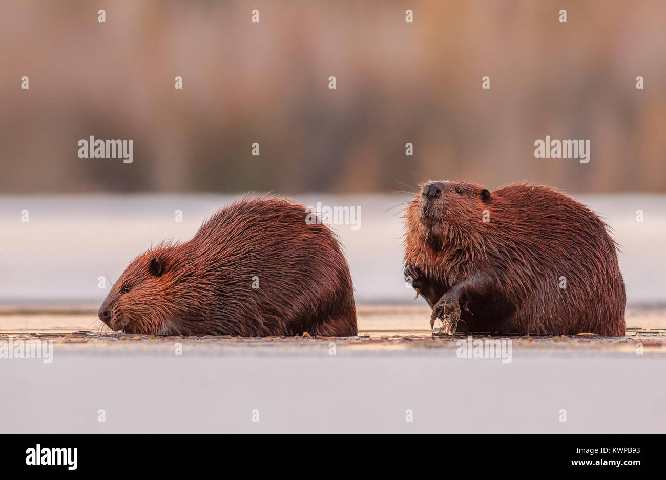 Two Beavers emerge from underneath the ice at sunset Stock Photo - Alamy