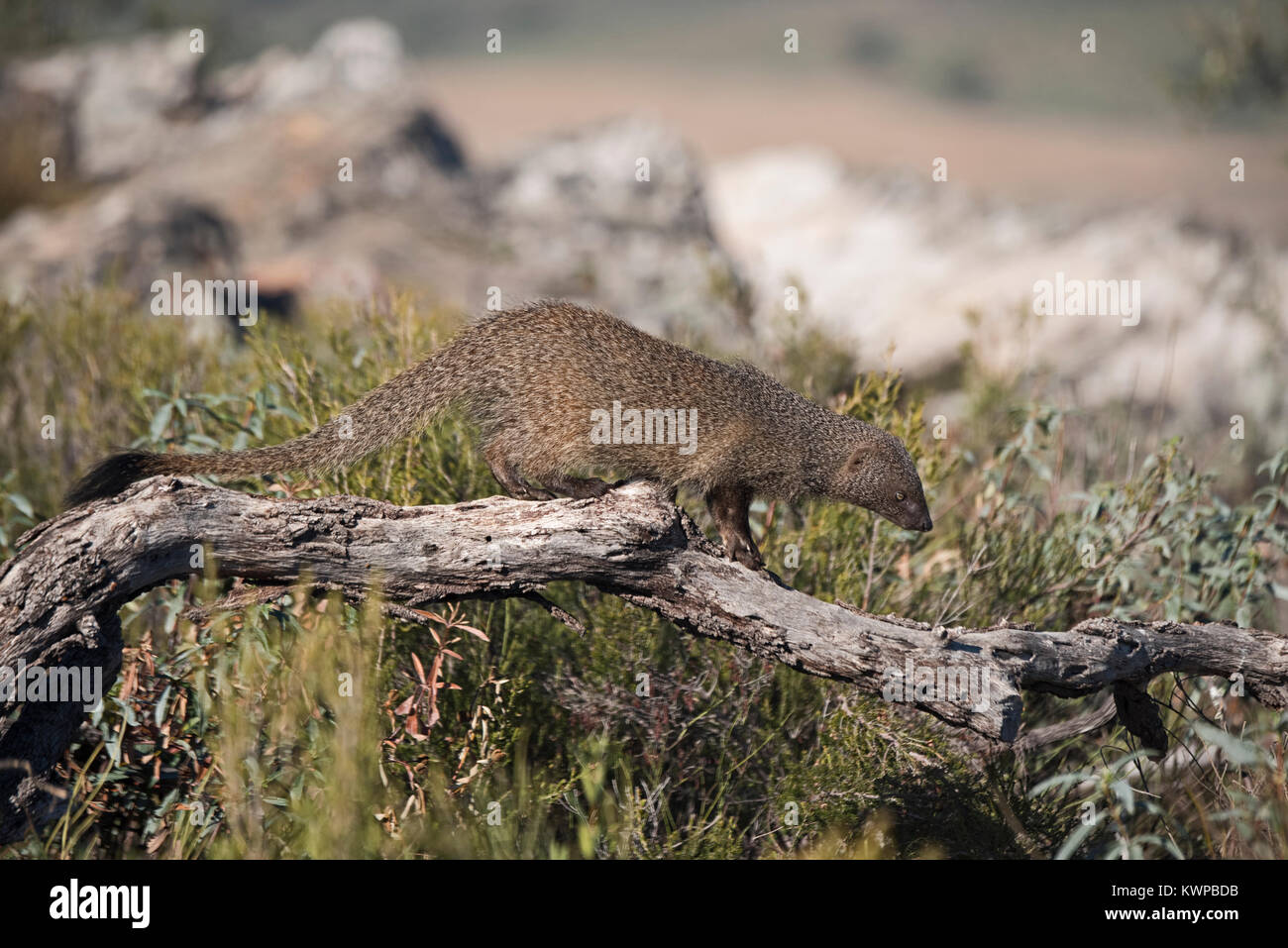 Egyptian mongoose herpestes ichneumon hi-res stock photography and ...