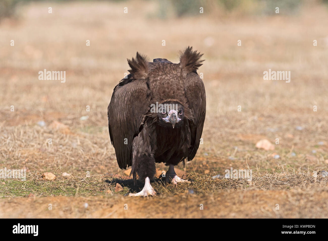 Eurasian Black Vulture Aegypius monachus in aggressive posture ...