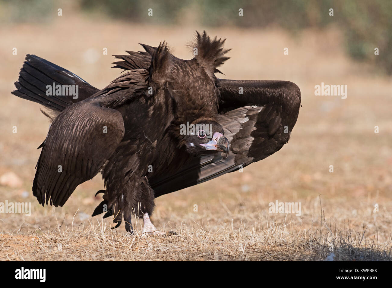 Eurasian Black Vulture Aegypius monachus in aggressive posture ...