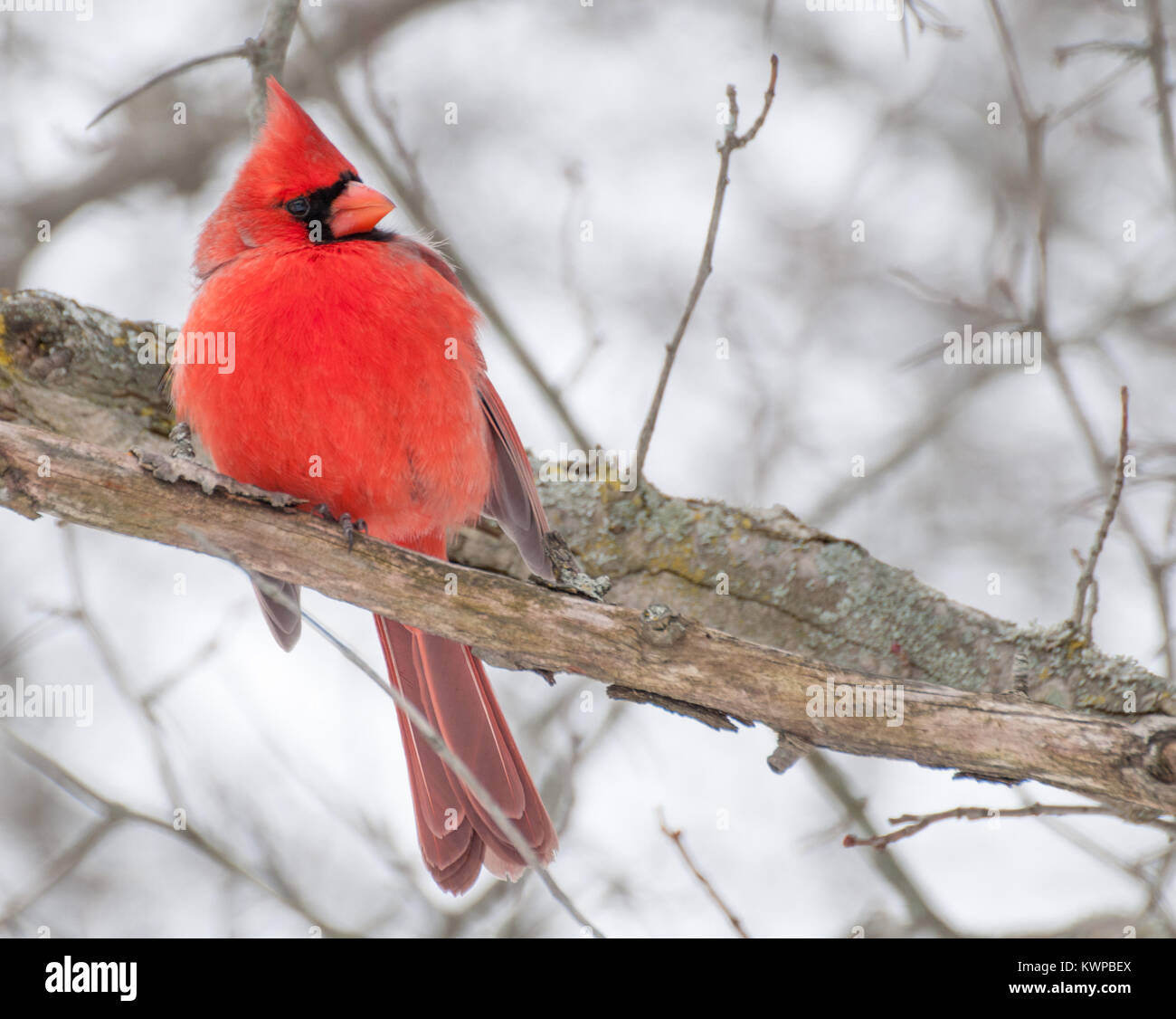 A Male Cardinal perched on a tree branch Stock Photo - Alamy