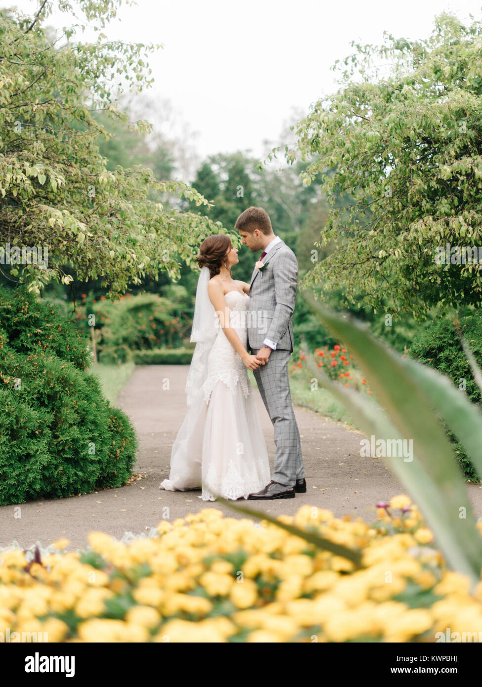 Look over yellow bushes at tender wedding couple Stock Photo - Alamy