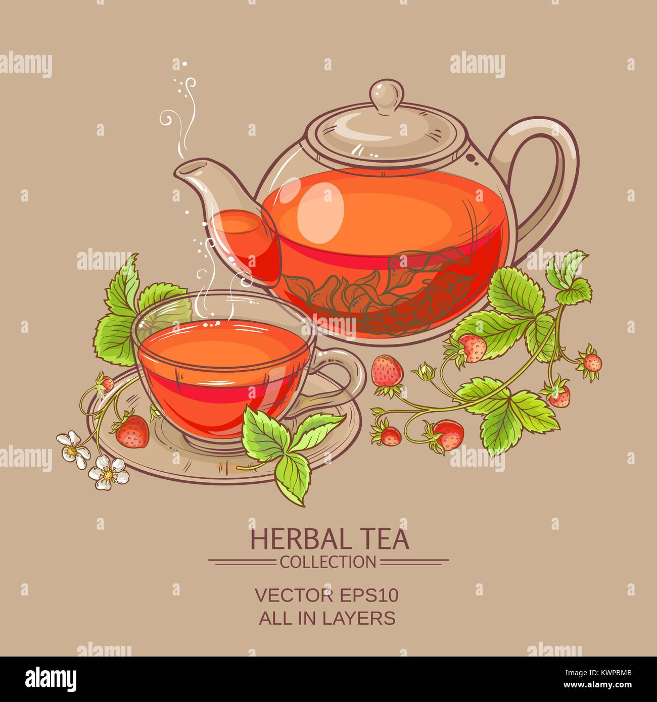 Strawberry botanical illustration Stock Vector Images - Alamy