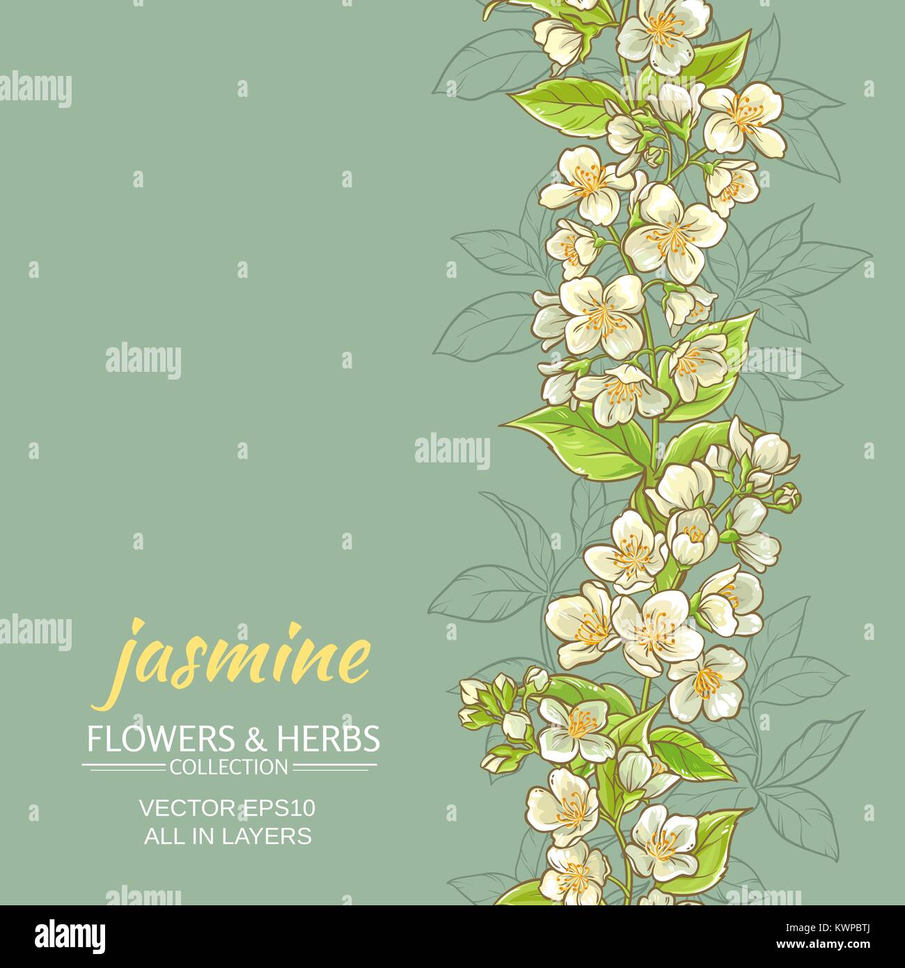 jasmine flowers vector pattern on color background Stock Vector Image ...