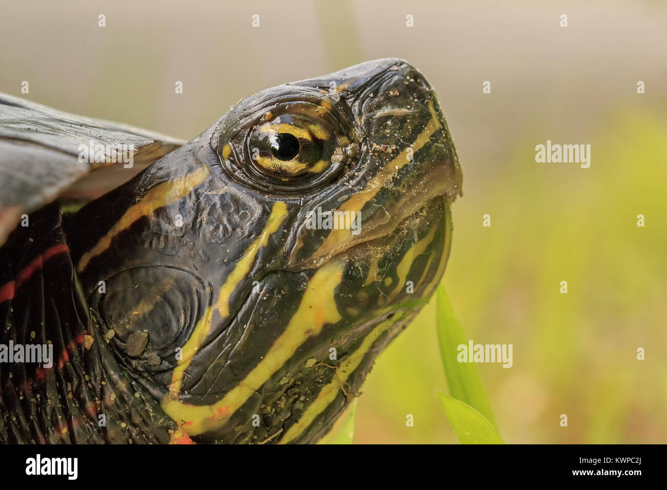 Eastern painted turtle hi-res stock photography and images - Alamy
