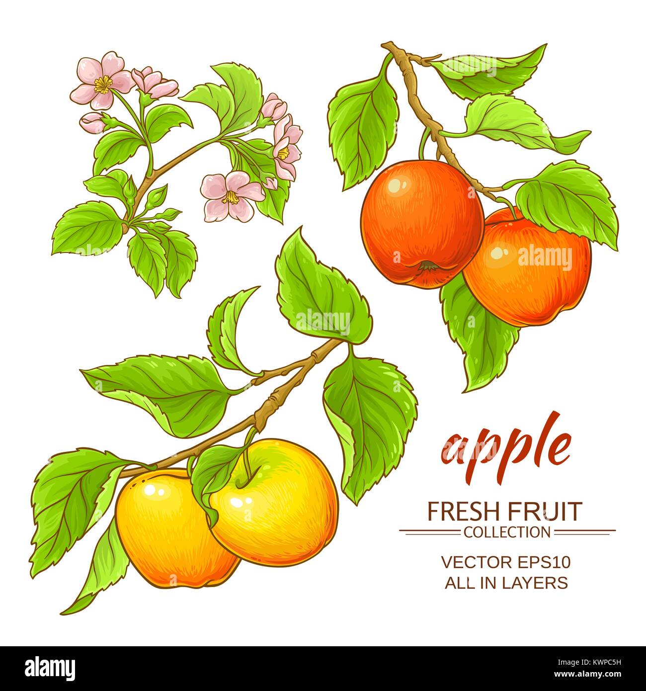 apple branches vector set on white background Stock Vector Image & Art ...