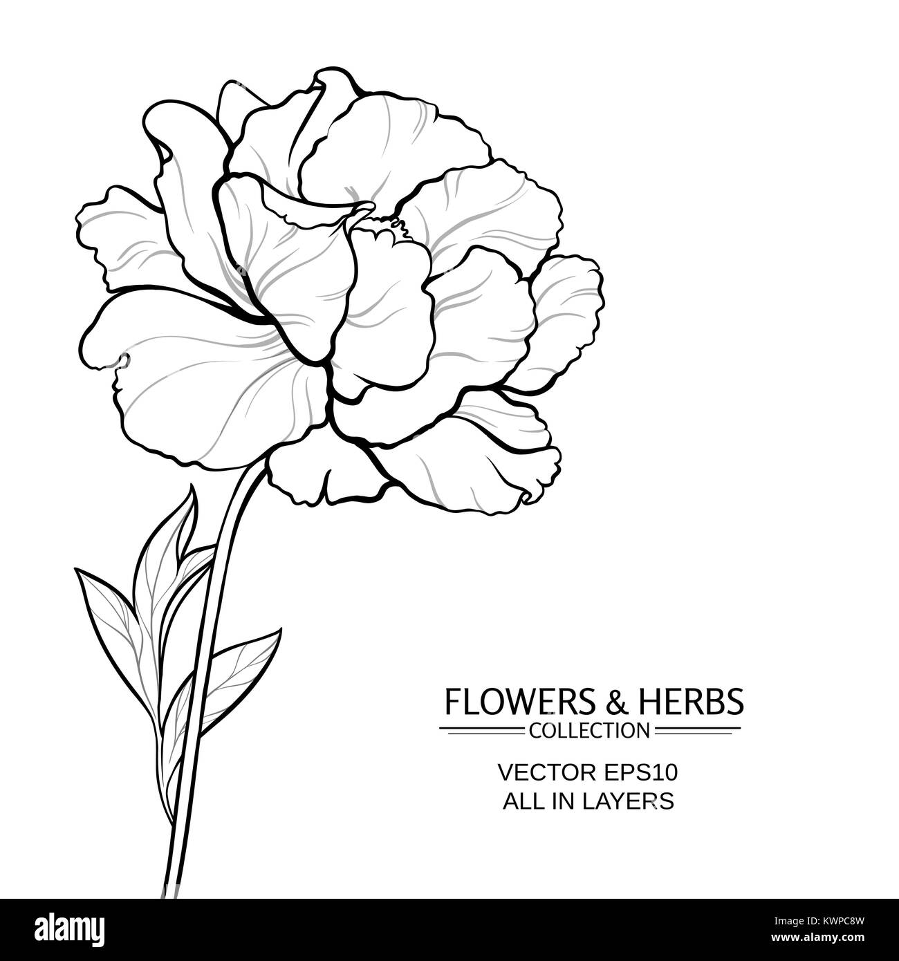 vector illustration with peony on white background Stock Vector Image ...
